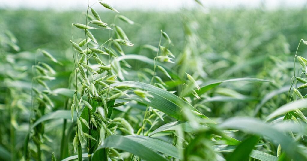 The Benefits of Oat Straw - Uses, Downsides and More | Nation Health MD